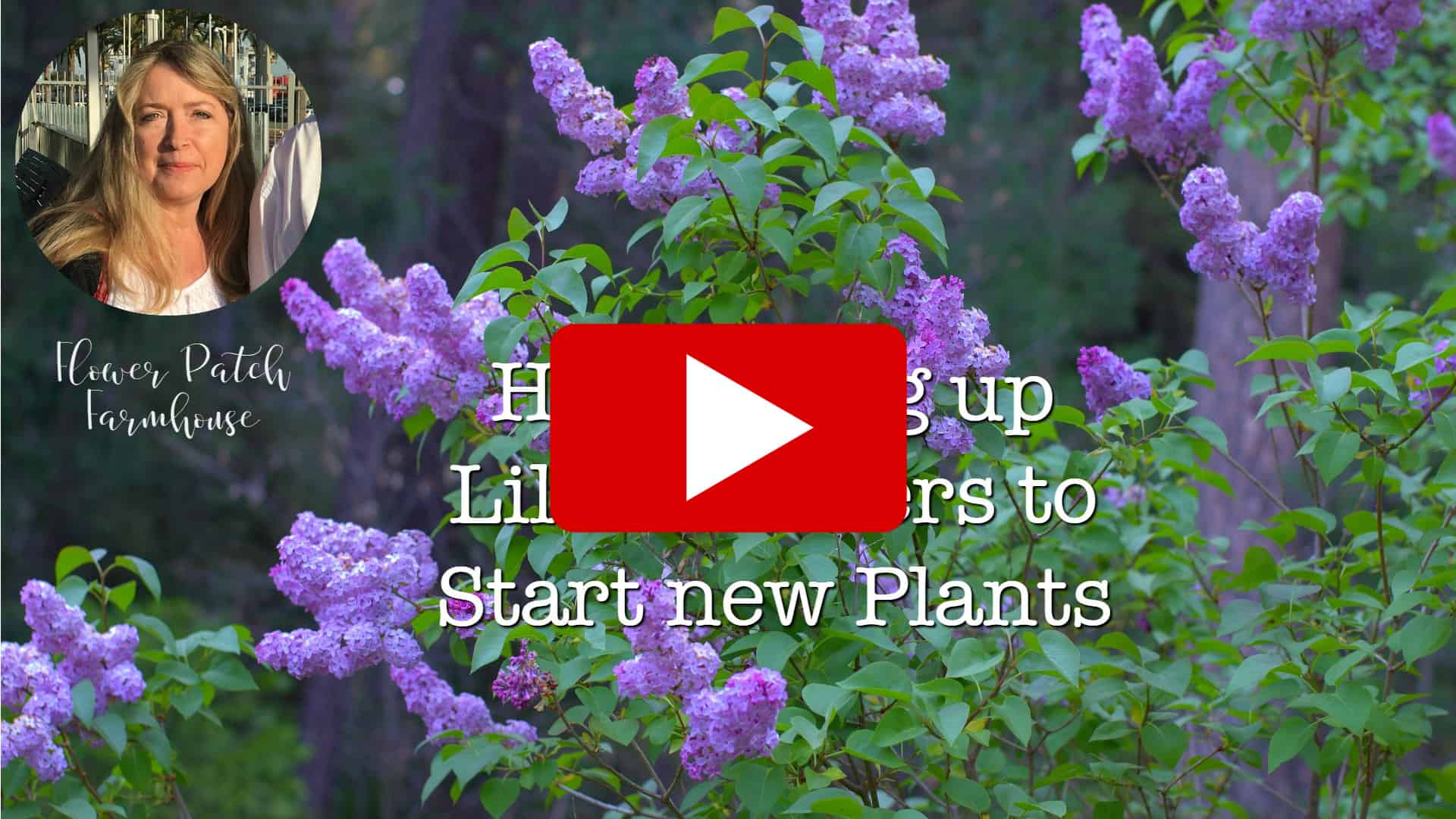Lilac Propagation: Grow Stunning Shrubs from Suckers! - Flower Patch ...