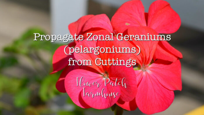 Propagating Geraniums or Cloning - Flower Patch Farmhouse