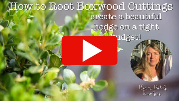 easy Propagate Boxwood with cuttings - Flower Patch Farmhouse