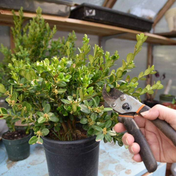 easy Propagate Boxwood with cuttings - Flower Patch Farmhouse