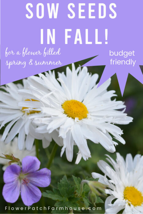 Sow your Seeds in Fall for a Beautiful Garden - Flower Patch Farmhouse