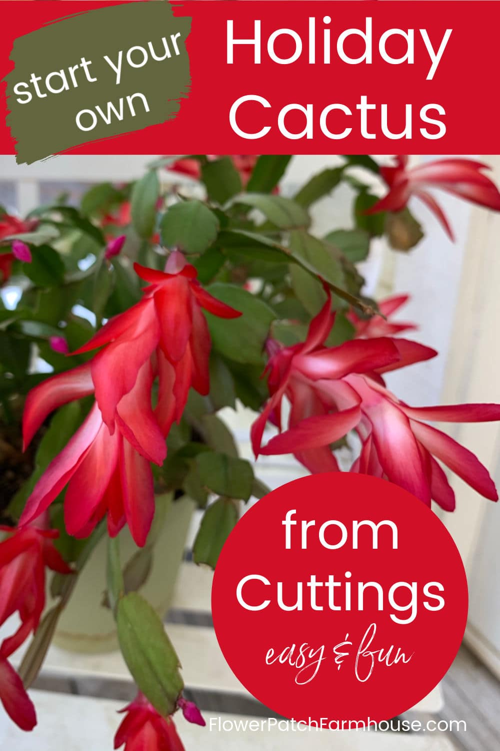 Easily Root Christmas Cactus Cuttings! - Flower Patch Farmhouse