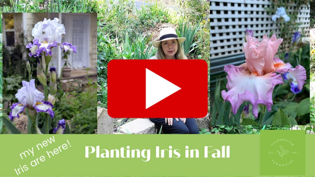 How to Plant Iris and Do it Right - Flower Patch Farmhouse