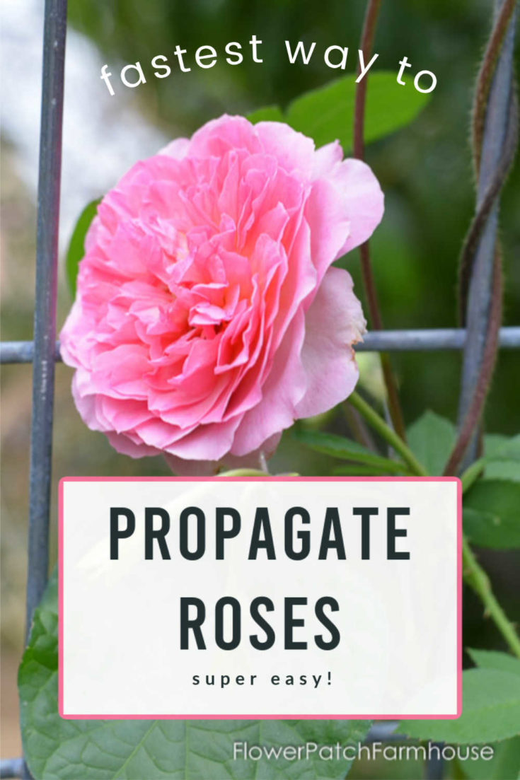 Air Layering to Root Roses - Flower Patch Farmhouse