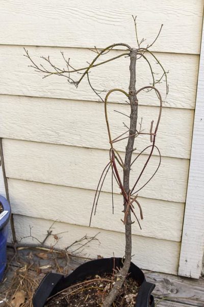 Prune and Train Japanese Maples - Flower Patch Farmhouse