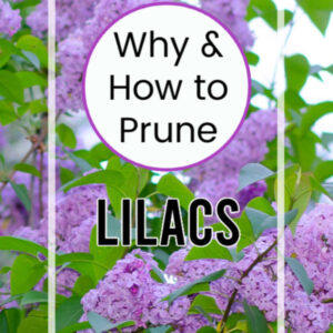 The Secret to Stunning Lilacs: Your Easy Guide to Pruning! - Flower ...