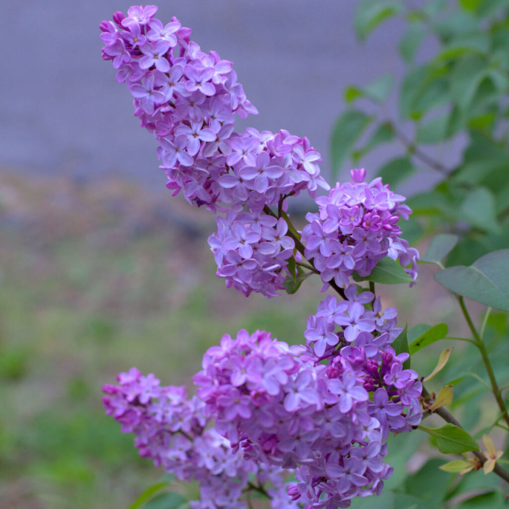 Propagate Lilac from Cuttings - How to Start New Plants - Flower Patch ...