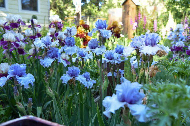Beginners Can Grow Gorgeous Oriental Poppies Flower Patch Farmhouse