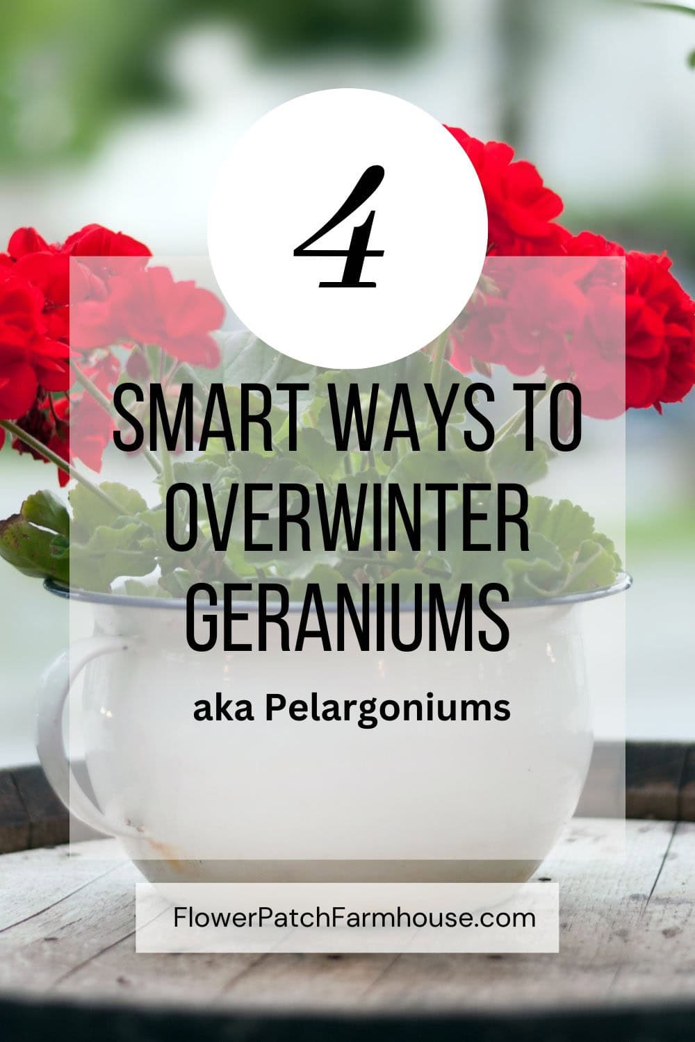 Easy ways to Overwinter Geraniums - Flower Patch Farmhouse