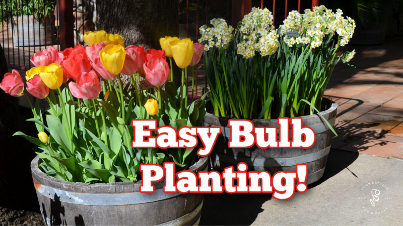 Blooming Beauties: How to Grow Gorgeous Spring Bulbs in Pots! - Flower ...