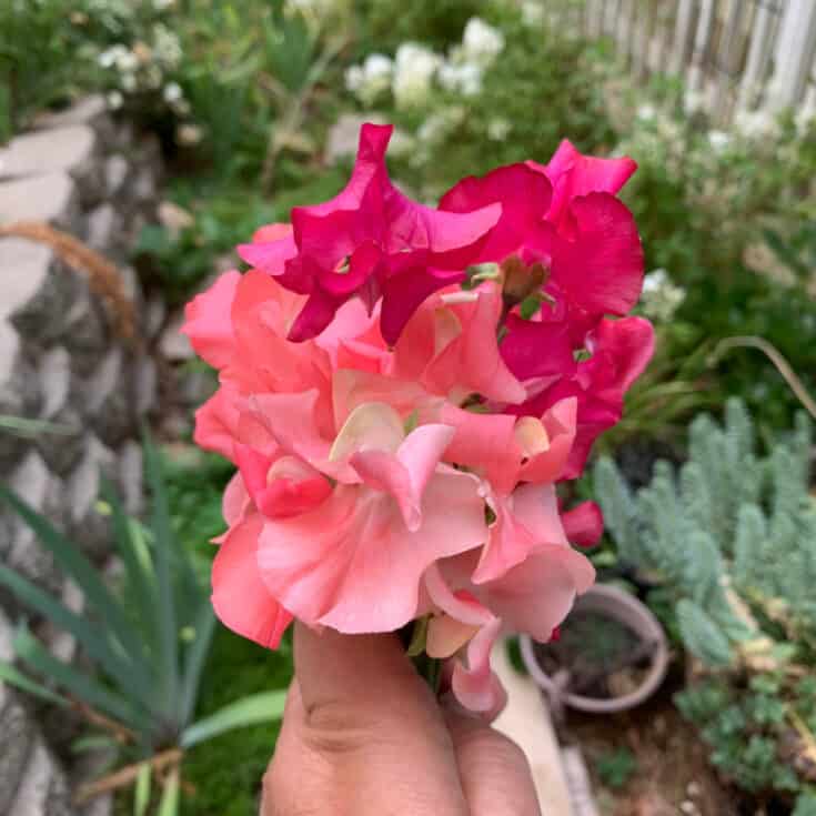 How to Direct Sow Sweet Peas - Flower Patch Farmhouse