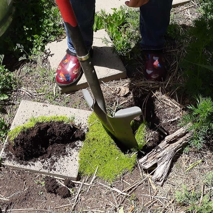 Scotch Moss Ground Cover