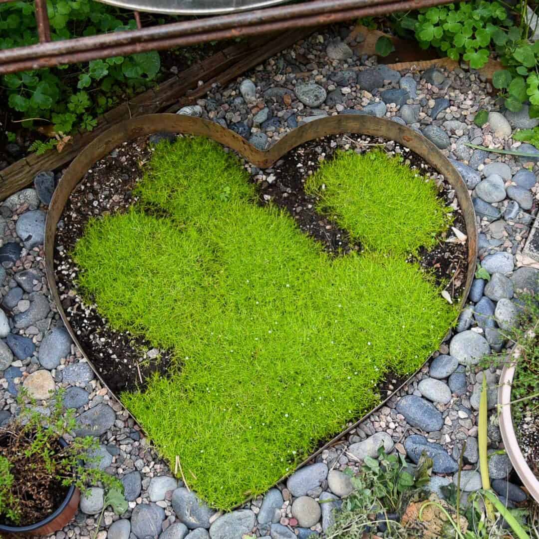 Scotch Moss Groundcover Heart - Flower Patch Farmhouse
