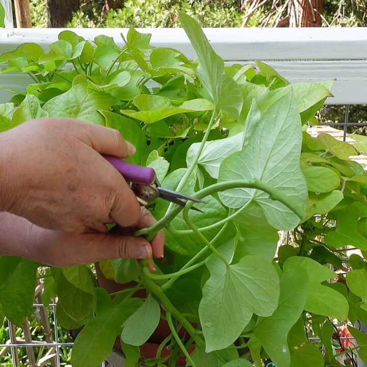 Propagate Sweet Potato Vine - Flower Patch Farmhouse