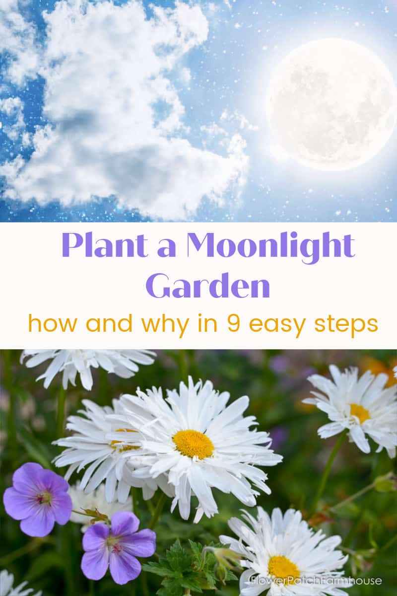 Grow a Romantic Moonlight Garden - Flower Patch Farmhouse