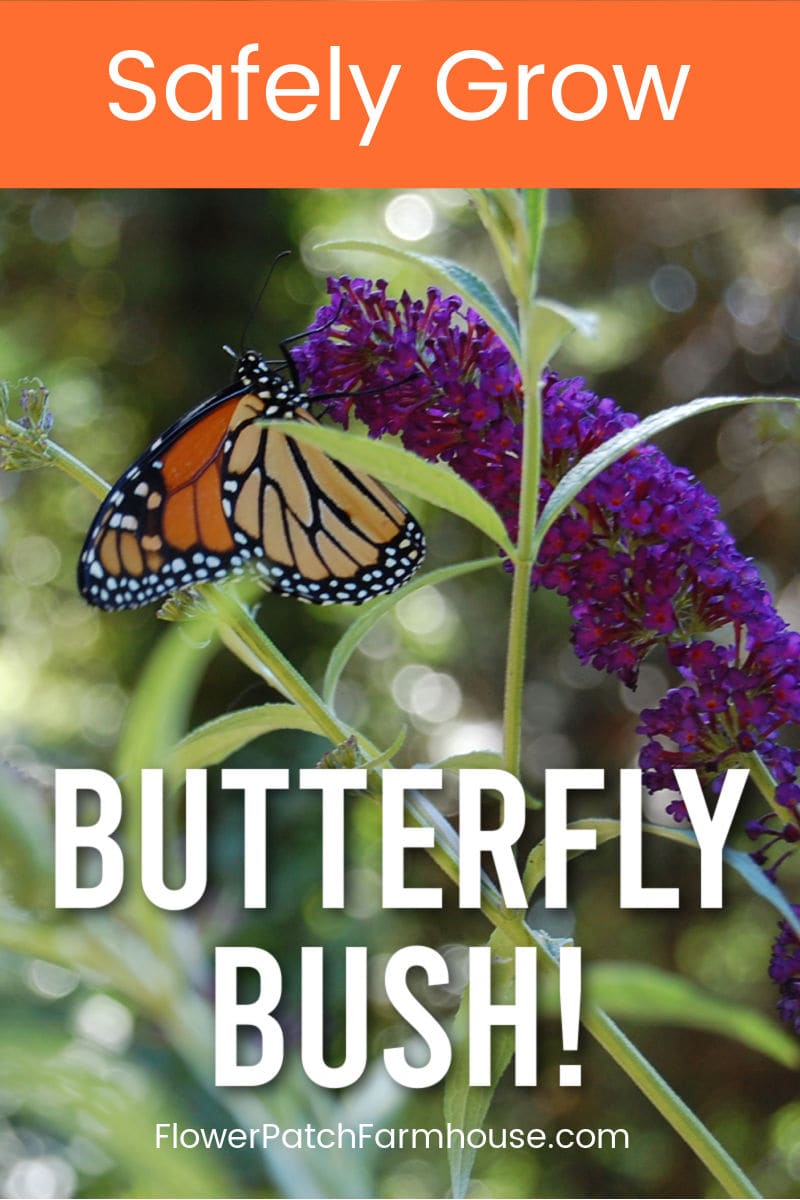 Grow only the Best Buddleia aka Butterfly Bush! - Flower Patch Farmhouse