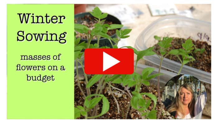 Best Winter Sowing Containers...what I have tried and love! - Flower ...