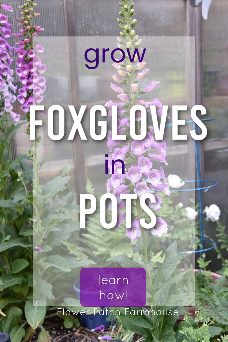 How to Grow Foxgloves in Pots: A Complete Guide - Flower Patch Farmhouse
