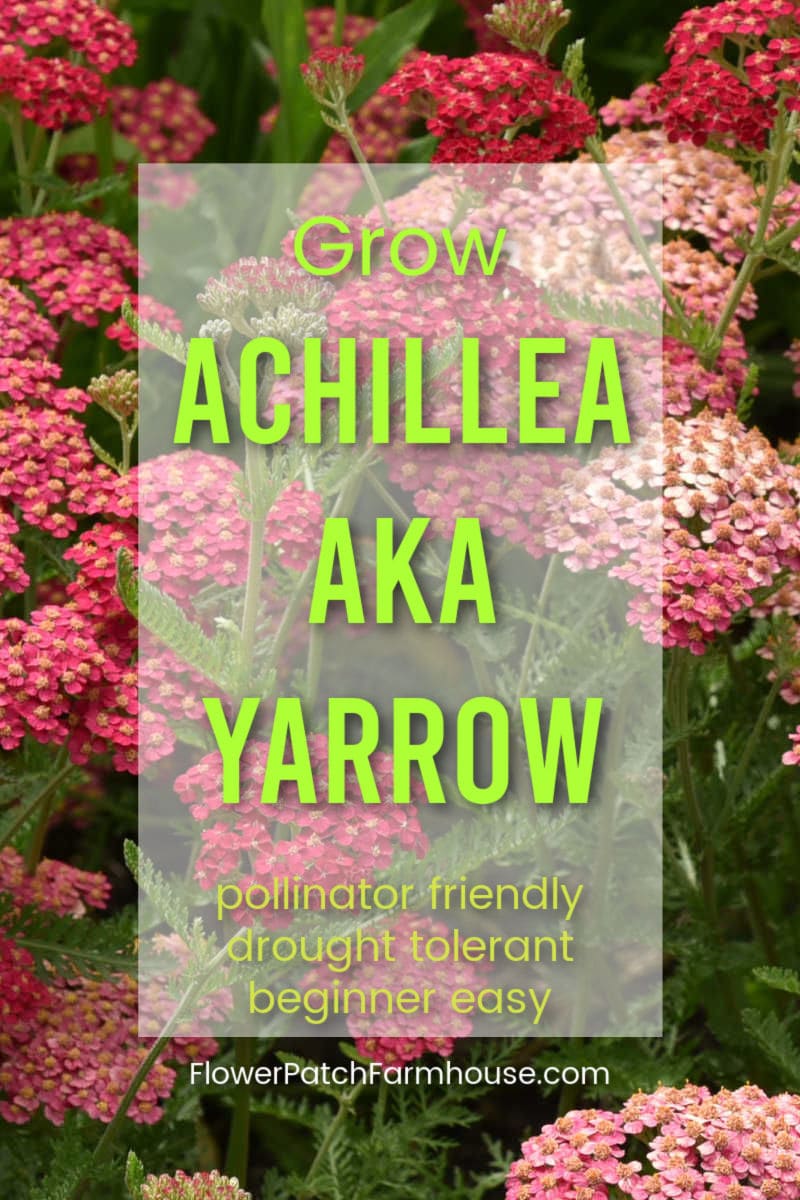 How to Grow Achillea Plant aka Yarrow - Flower Patch Farmhouse