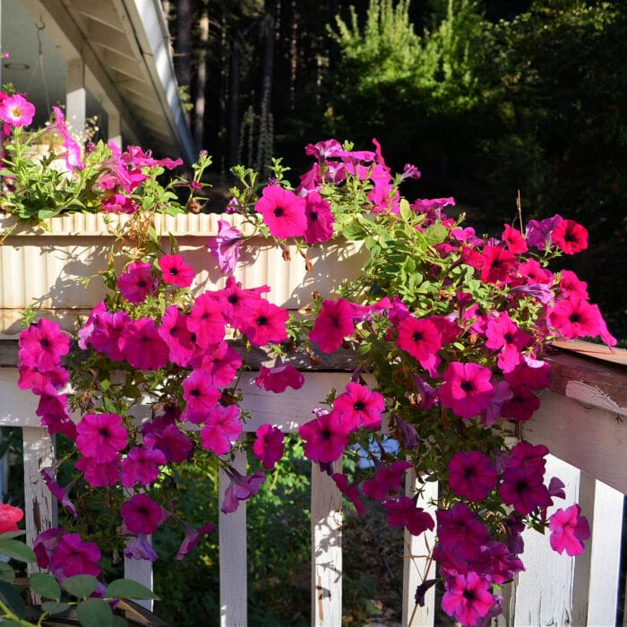 Wave Petunias 101: A Beginner’s Guide to Planting and Caring - Flower ...
