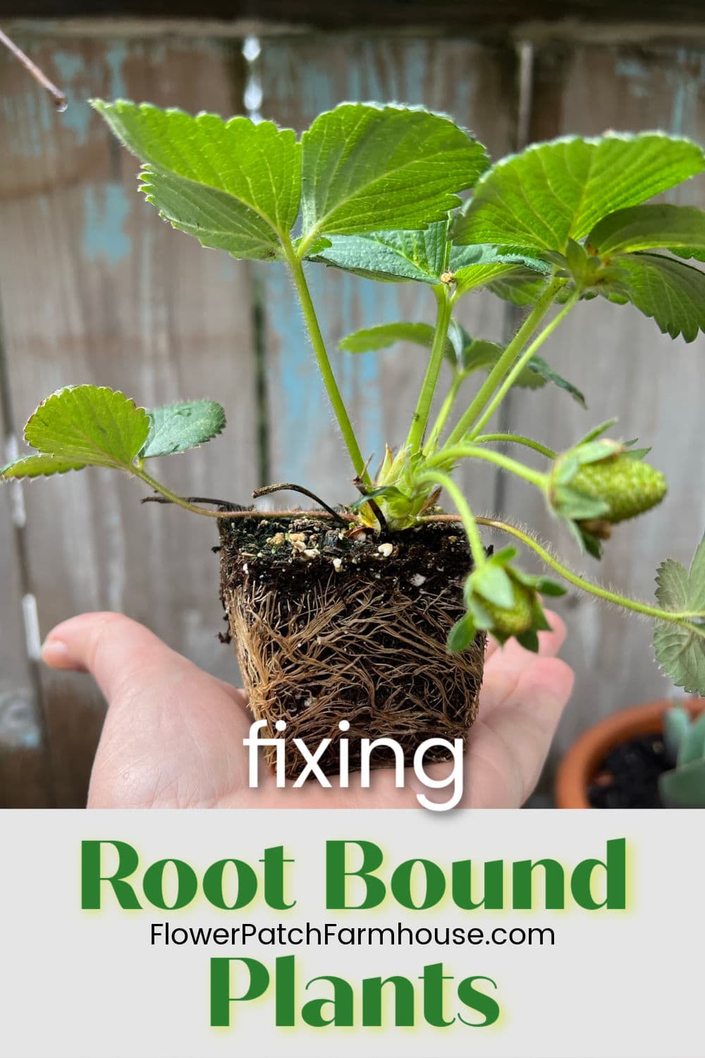 How to Fix Root Bound Plants - Flower Patch Farmhouse