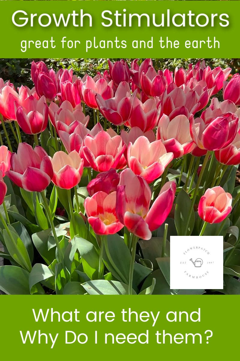 Plant Growth Stimulants - Organic REV - Flower Patch Farmhouse