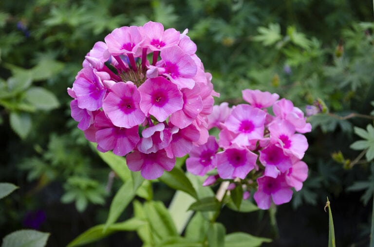 How to Divide and Transplant Perennial Phlox: A Step-by-Step Guide ...