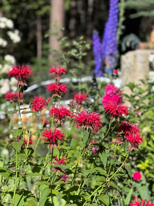 How to Grow Monarda Bee Balm in Your Garden: Tips for Success - Flower ...