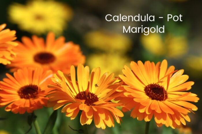 Are Marigolds Perennials? - Flower Patch Farmhouse