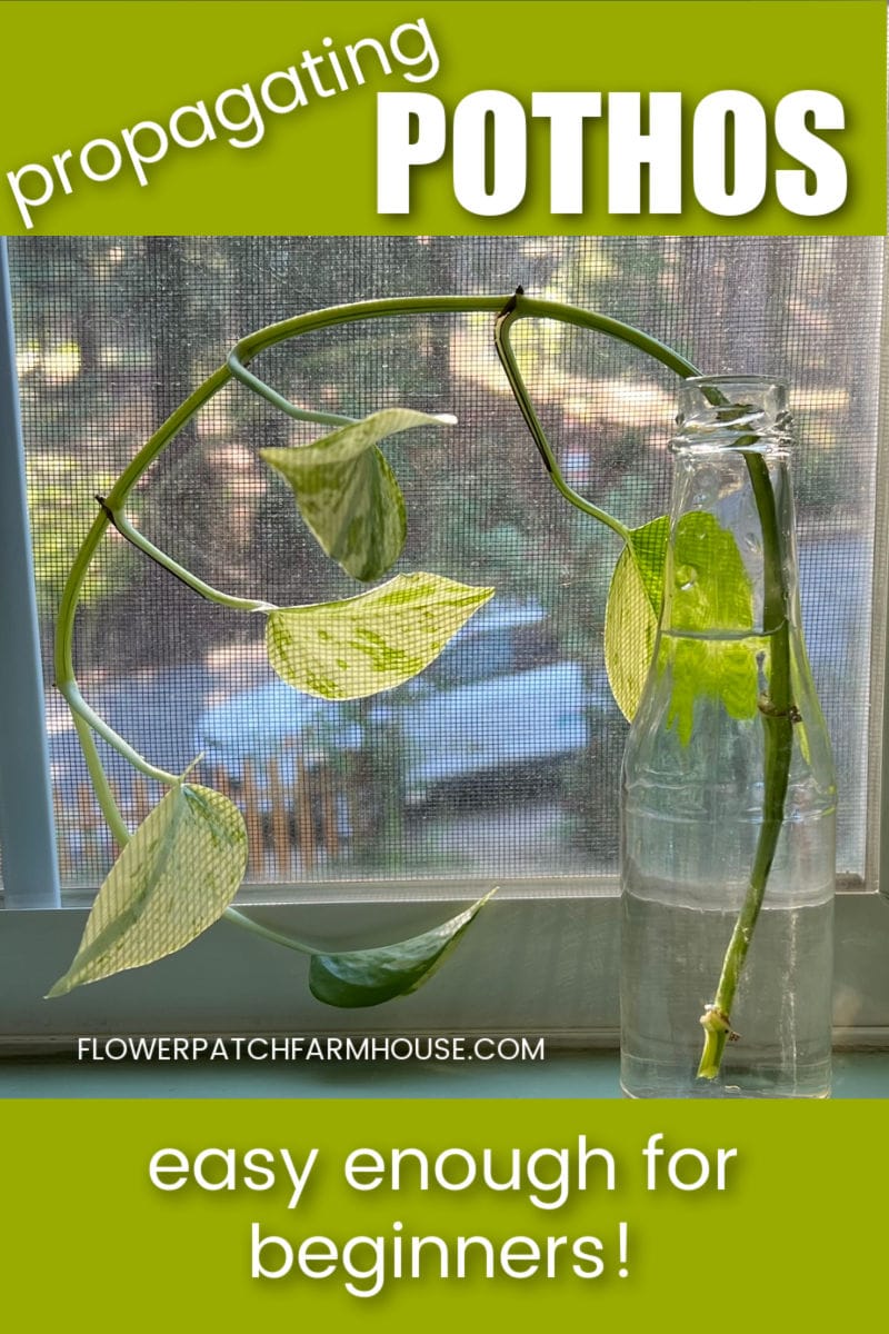 Propagating Pothos - Flower Patch Farmhouse