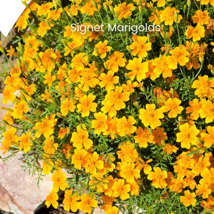 Are Marigolds Perennials? - Flower Patch Farmhouse