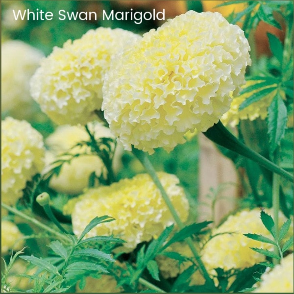 Are Marigolds Perennials? - Flower Patch Farmhouse