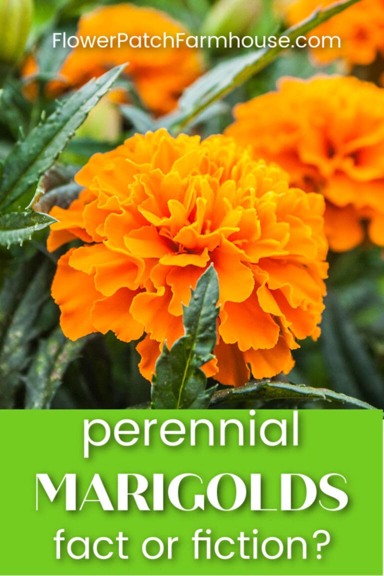 Are Marigolds Perennials? - Flower Patch Farmhouse