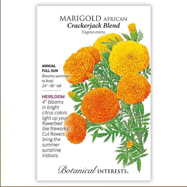 Are Marigolds Perennials? - Flower Patch Farmhouse