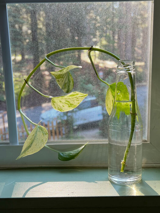 Propagating Pothos - Flower Patch Farmhouse
