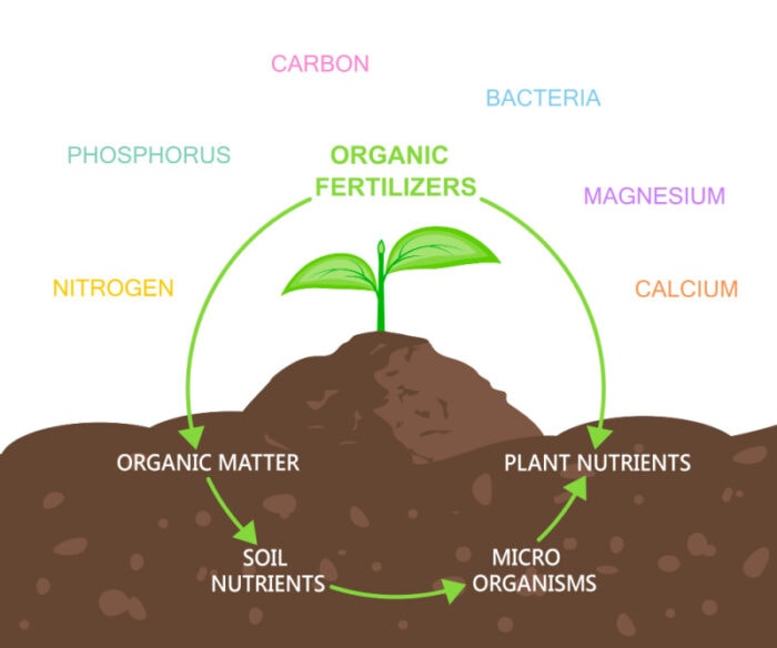 Stop Fertilizing, Feed the Soil Instead! - Flower Patch Farmhouse