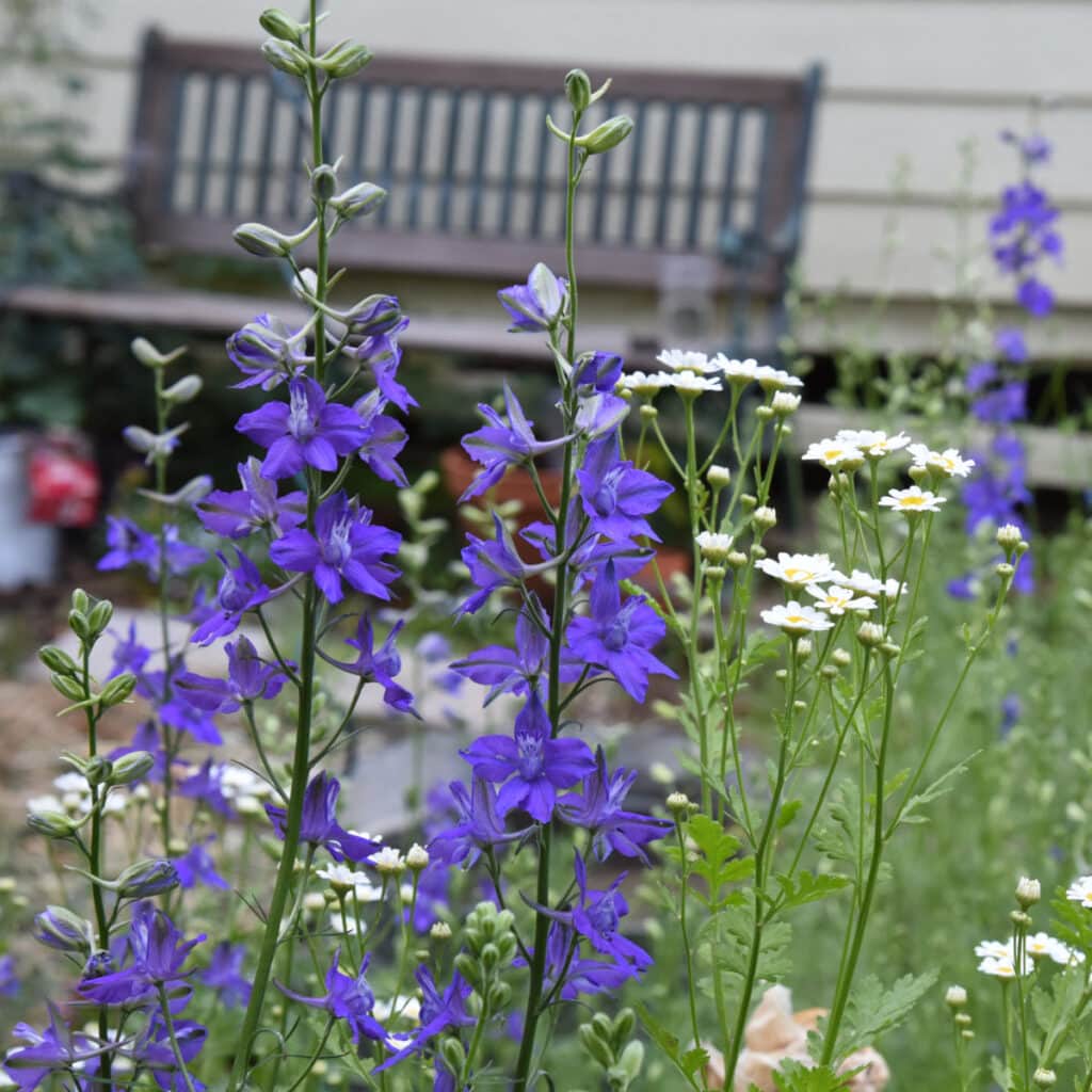 How to Grow Larkspur: A Complete Guide - Flower Patch Farmhouse