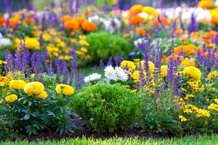 Succession Planting Flowers - Get Blooms All Summer Long! - Flower ...