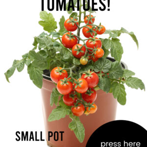 Tiny Tim Tomatoes - Small Space Gardening! - Flower Patch Farmhouse
