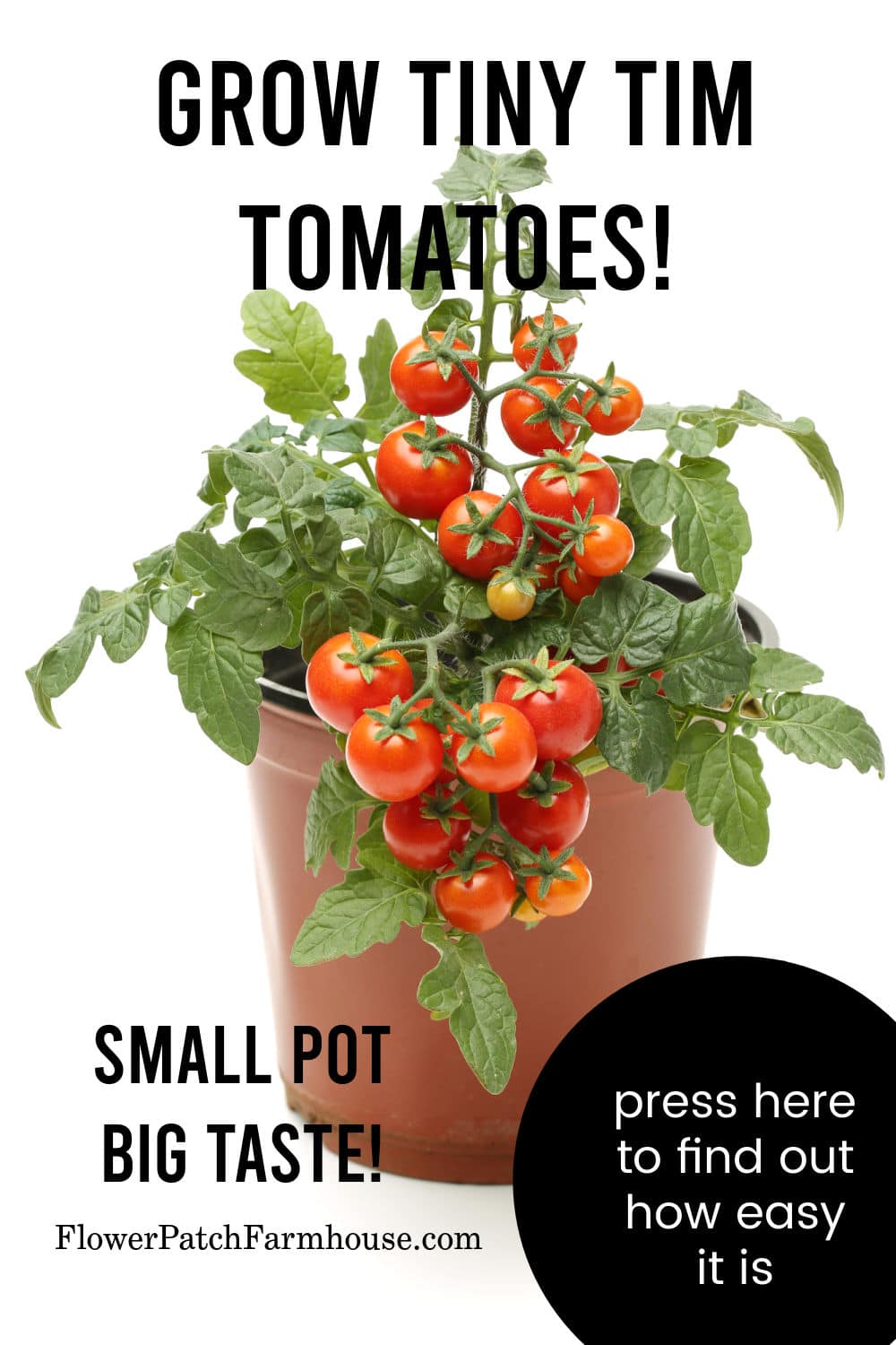 Tiny Tim Tomatoes - Small Space Gardening! - Flower Patch Farmhouse
