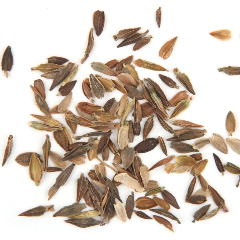 3 Easy Ways to Grow Echinacea from Seeds - Coneflowers - Flower Patch ...