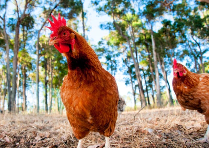 The ISA Brown Chicken: A Love Story - Flower Patch Farmhouse