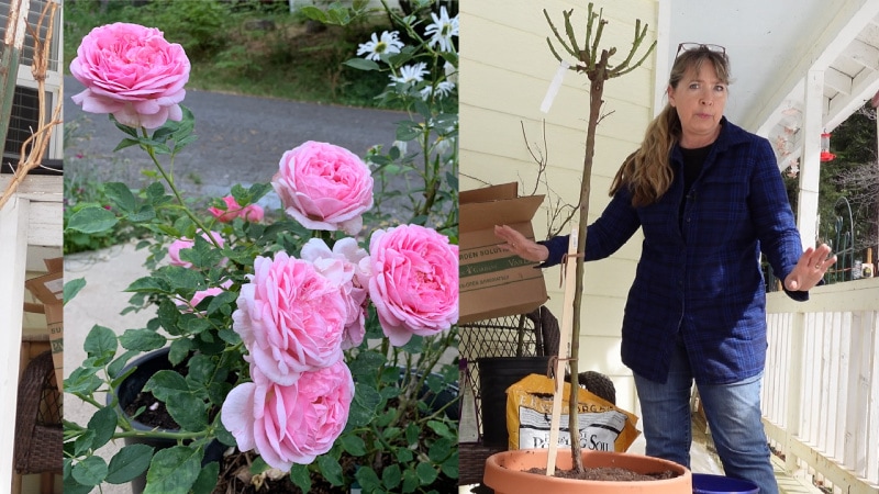 Grow Climber Roses in Pots and Containers! - Flower Patch Farmhouse