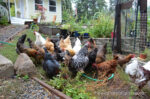 Using Chicken Manure Safely in Your Garden for Optimal Growth - Flower ...