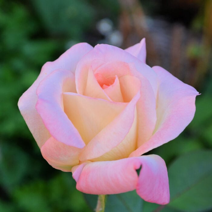 Growing Roses is Easy! - Flower Patch Farmhouse