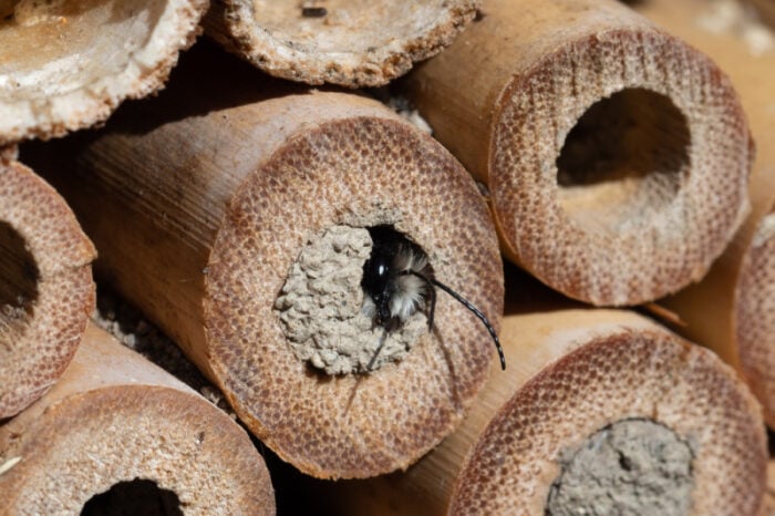 Bee a Garden Expert: A Guide to the Most Common Types of Bees in Your ...