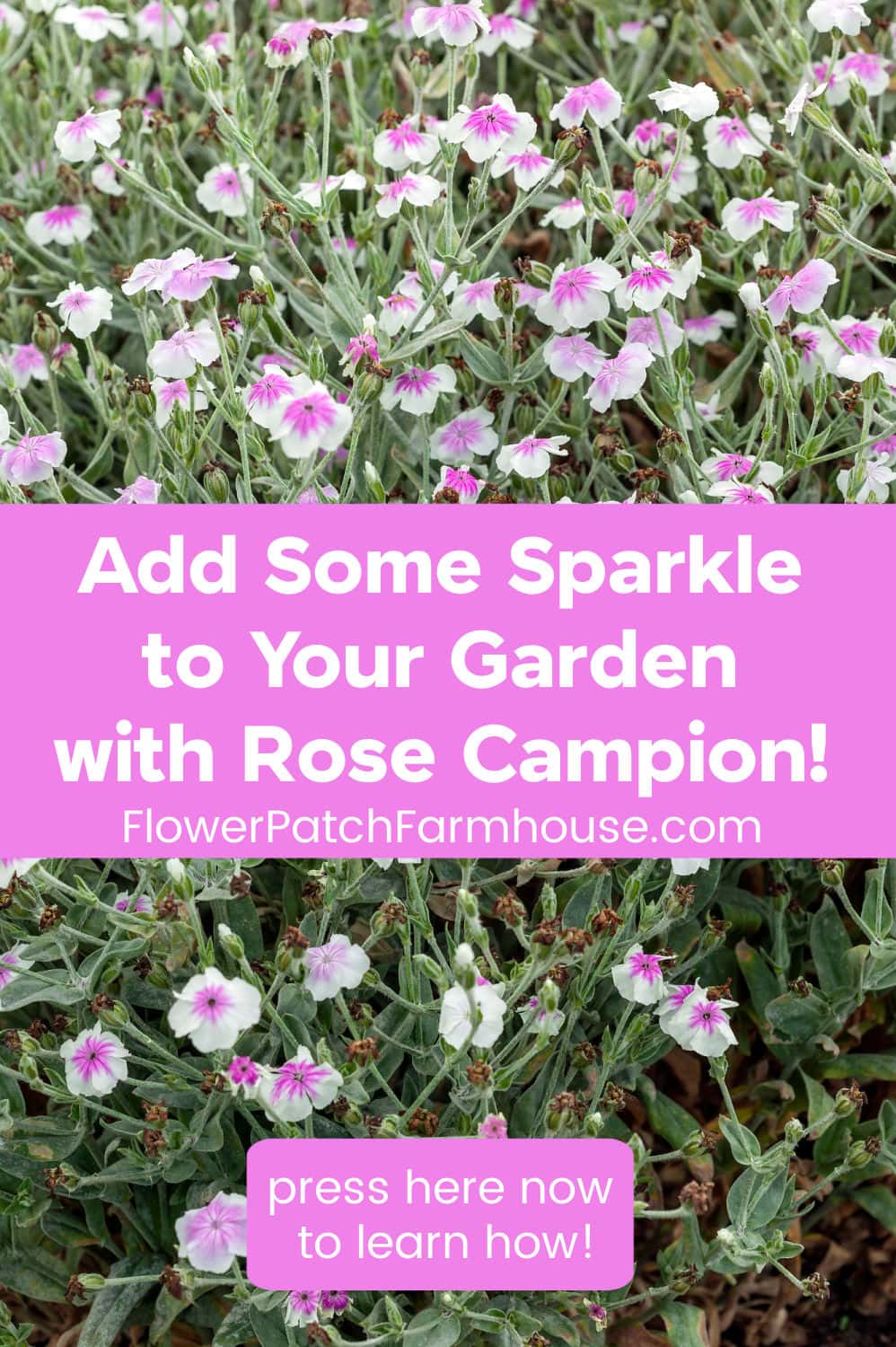 Rose Campion Add Sparkle To Your Garden Flower Patch Farmhouse