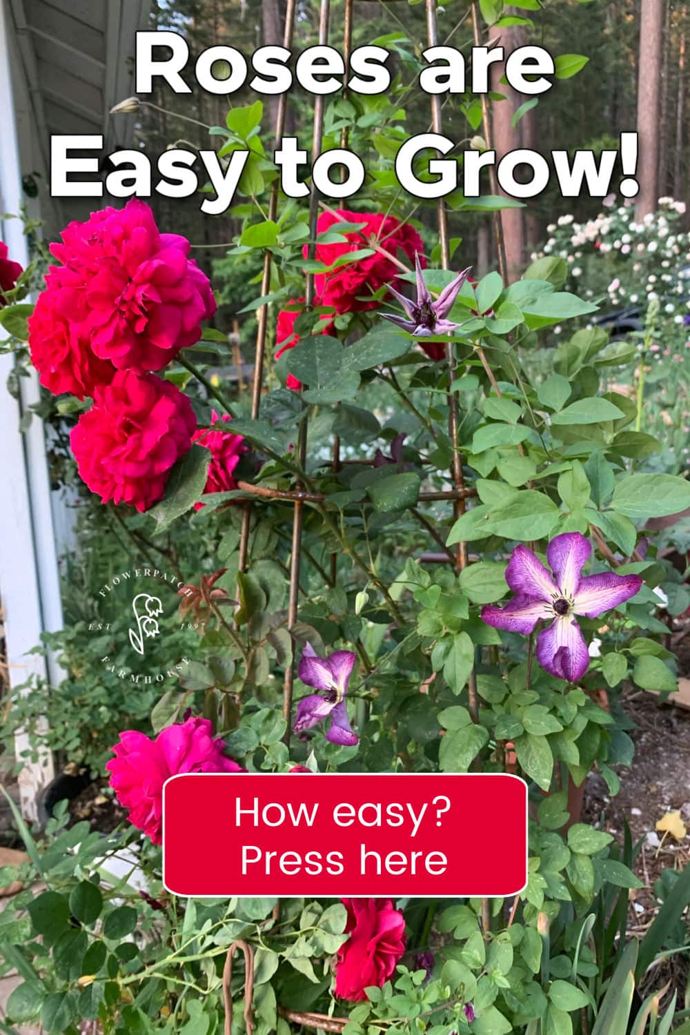 Growing Roses is Easy! - Flower Patch Farmhouse