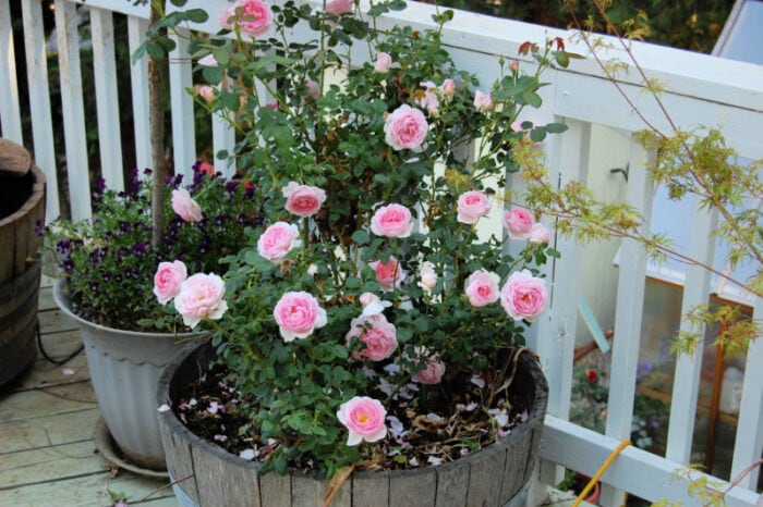 Grow Climber Roses in Pots and Containers! - Flower Patch Farmhouse