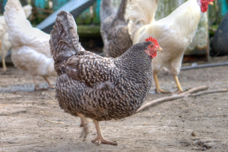 Barred Rock Chickens: A Smart Addition to Your Flock - Flower Patch ...